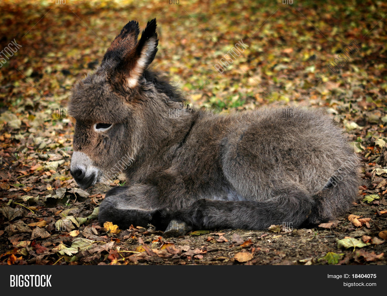 Young Sitting Donkey Image & Photo (Free Trial) | Bigstock