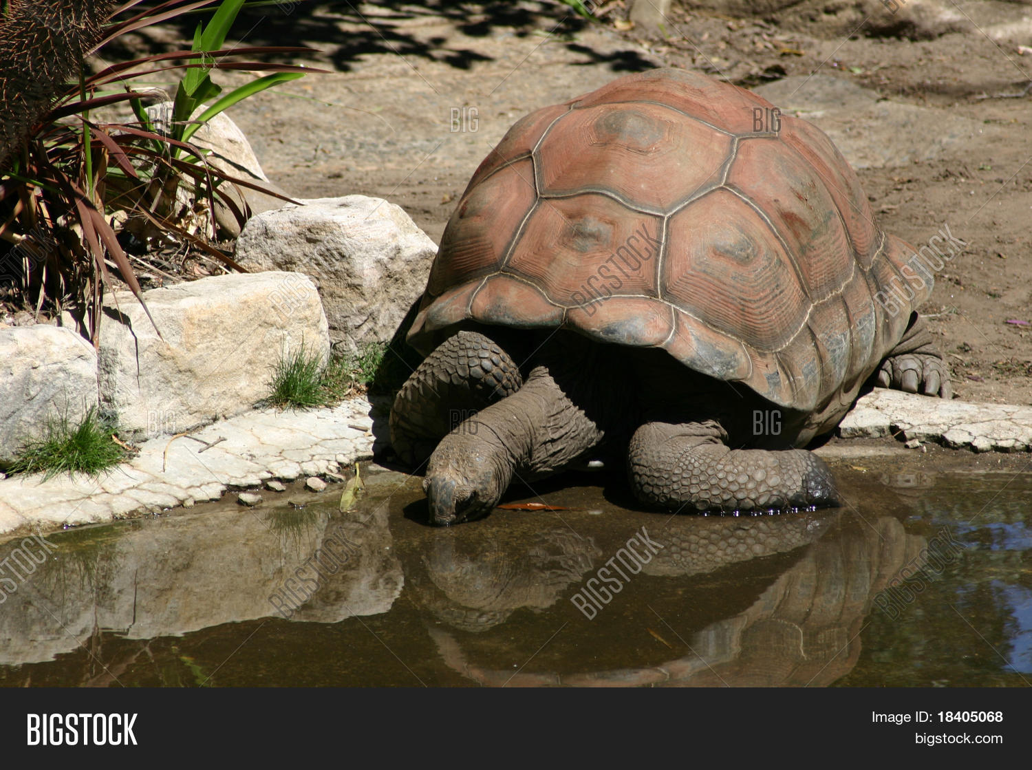 Huge Turtle Drinking Image & Photo (Free Trial) | Bigstock
