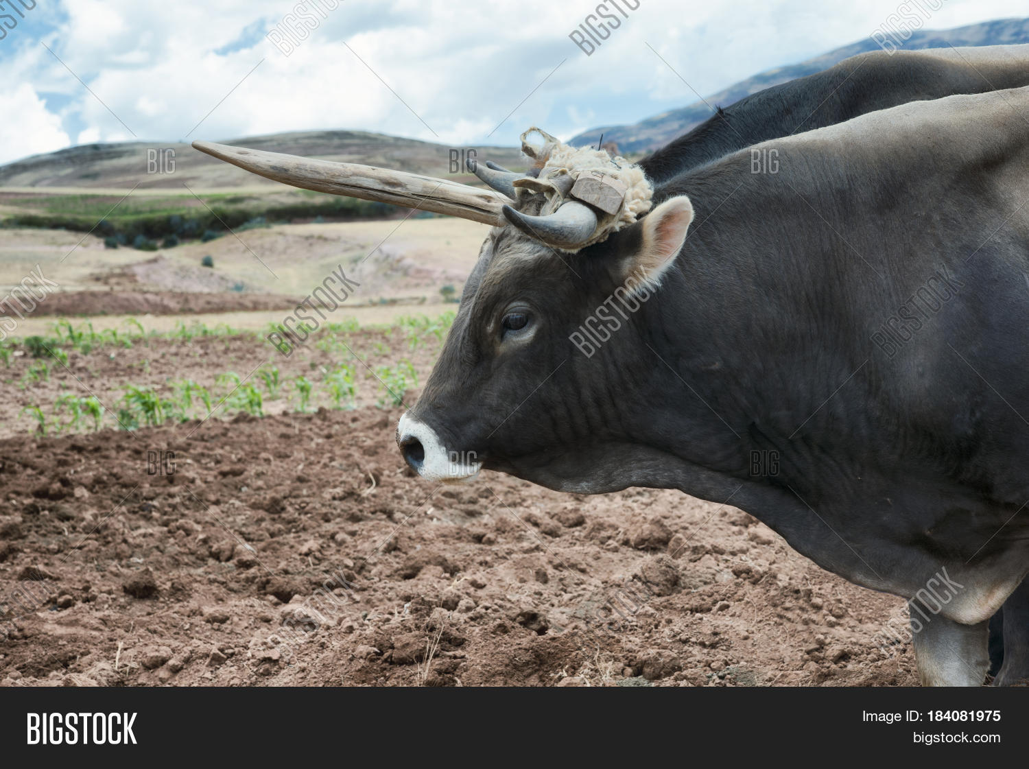 Close View Ox Fresh Image & Photo (Free Trial) | Bigstock
