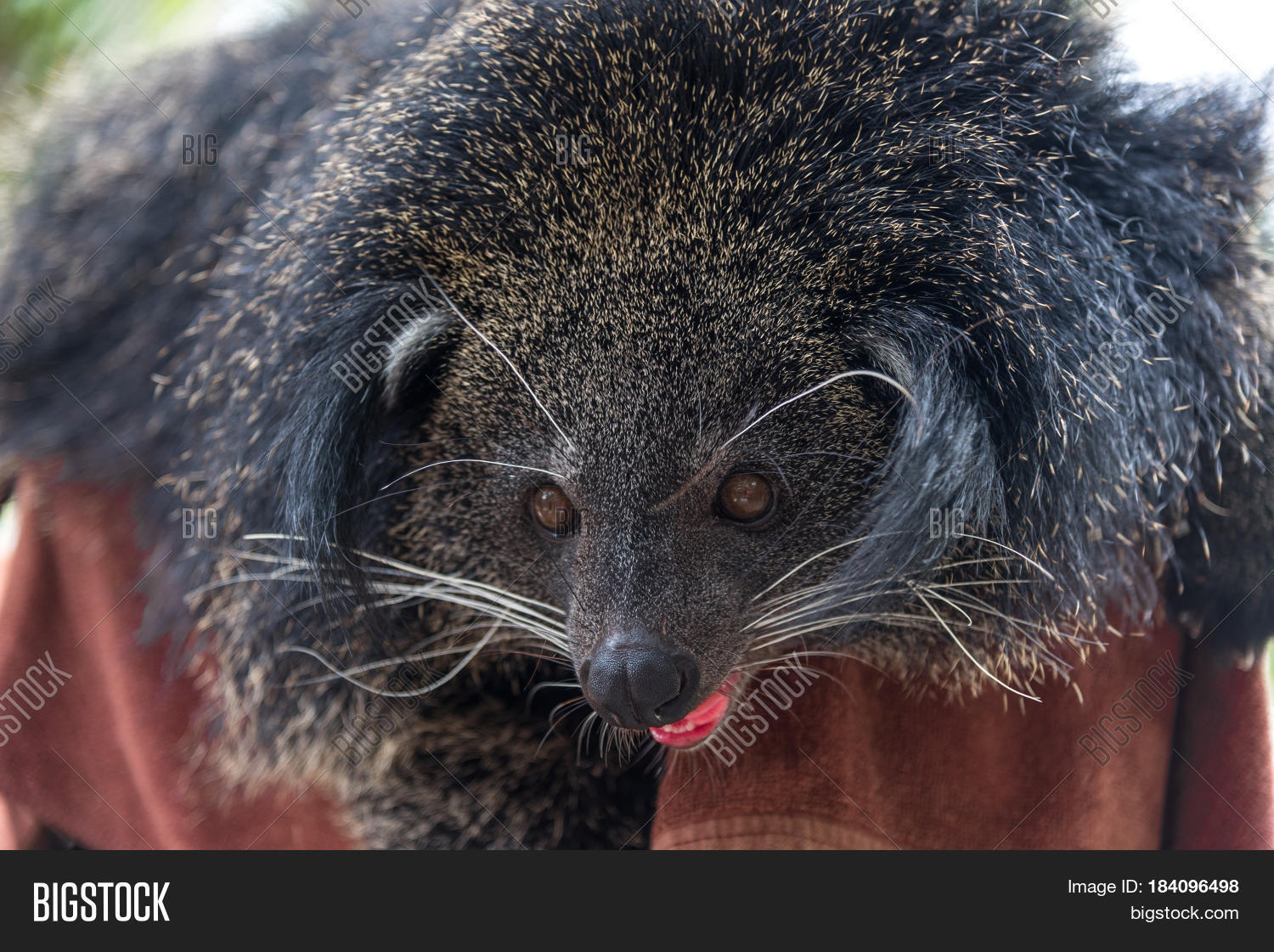 Arctictis Binturong, Image & Photo (Free Trial) | Bigstock