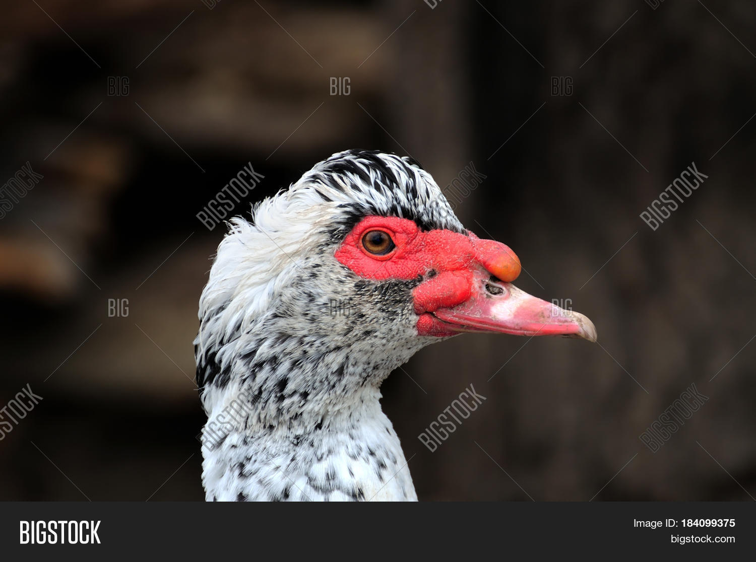 Closeup Duck Portrait Image & Photo (Free Trial) | Bigstock