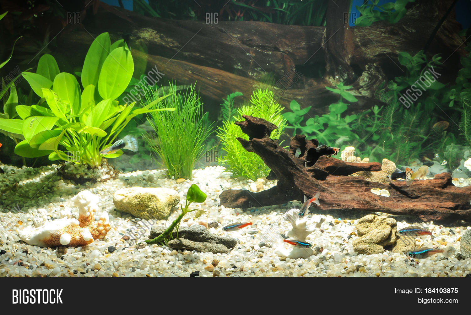 Aquarium Many Fish Image & Photo (Free Trial) | Bigstock
