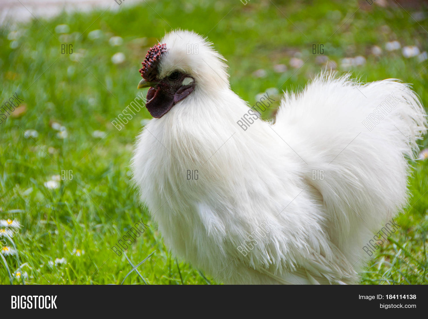Silkie Breed Chicken Image & Photo (Free Trial) | Bigstock