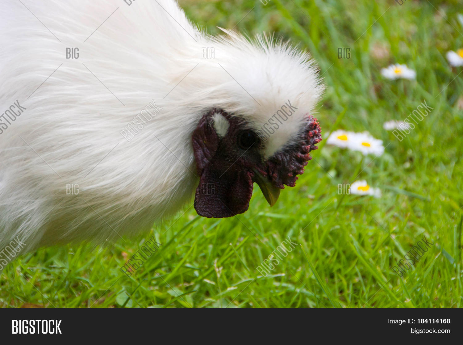 Silkie Breed Chicken Image & Photo (Free Trial) | Bigstock