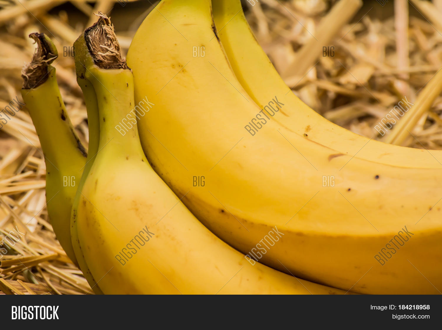 Organic Bananas (latin Image & Photo (Free Trial) | Bigstock