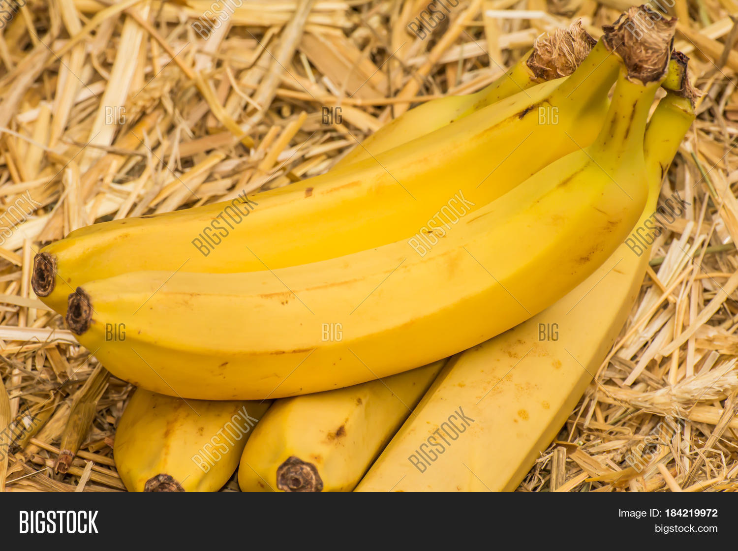 Organic Bananas (latin Image & Photo (Free Trial) | Bigstock