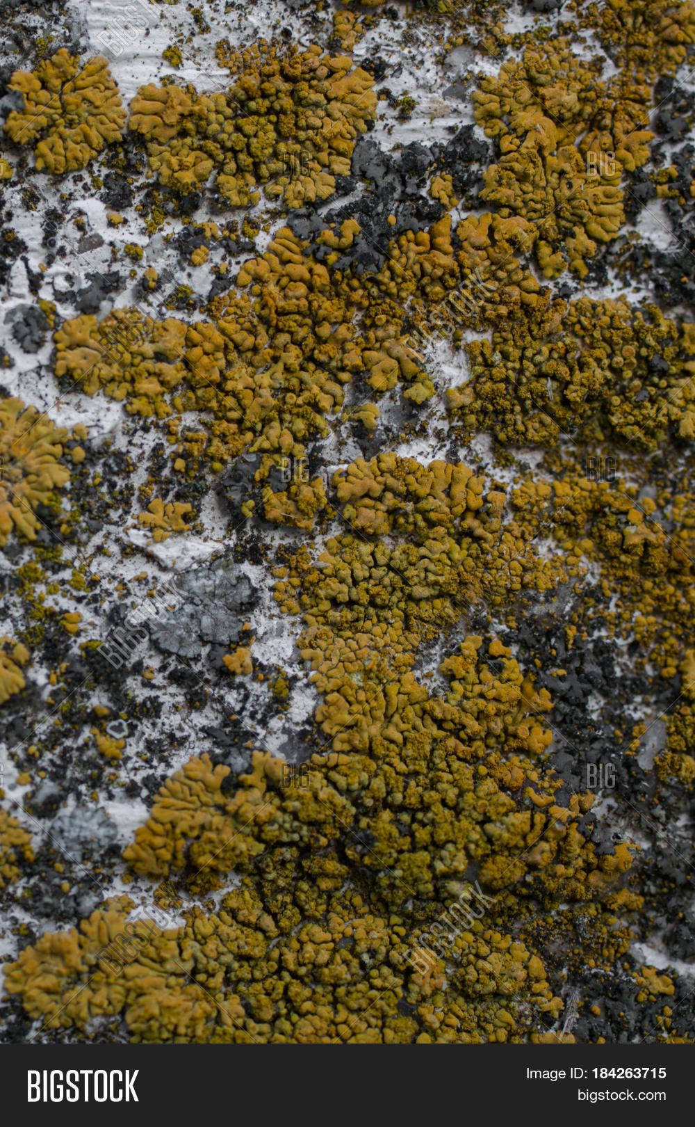 Rock Moss Texture Image & Photo (Free Trial) | Bigstock