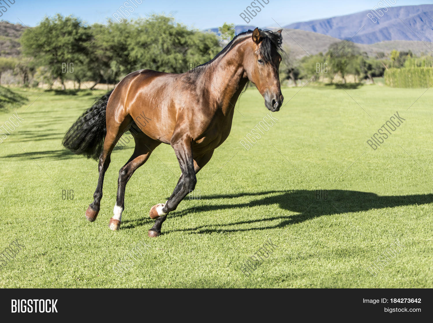Thoroughbred Wild Image & Photo (Free Trial) | Bigstock