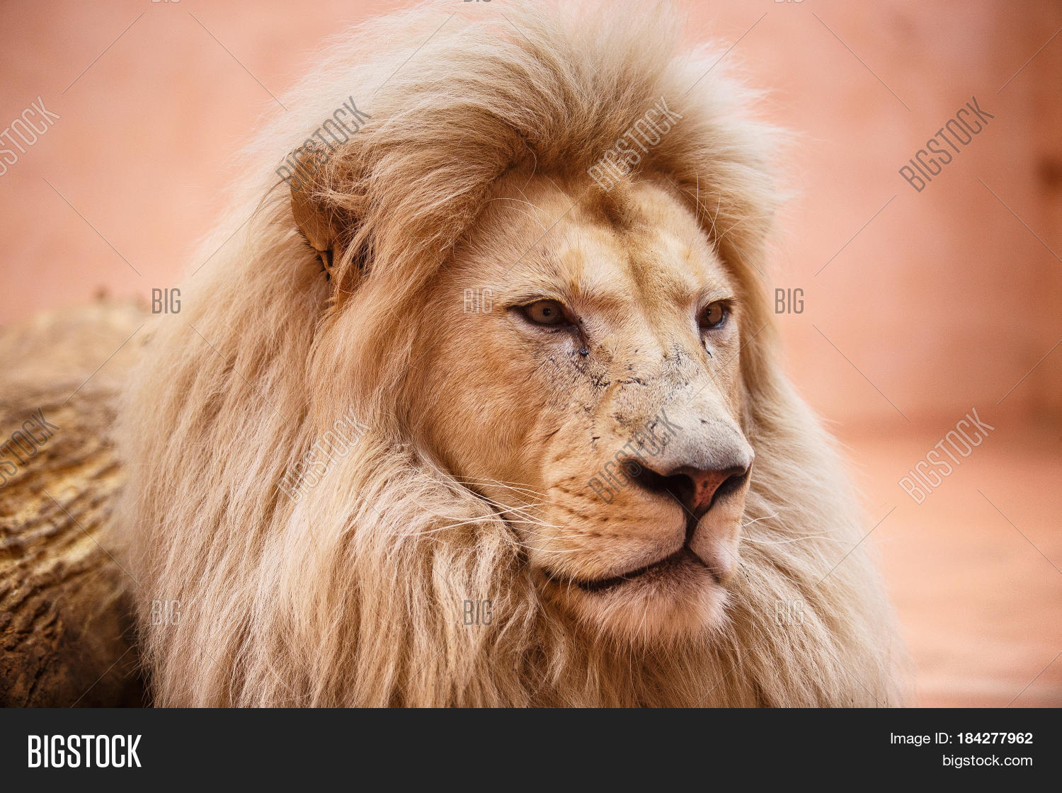 Single Lion Looking Image & Photo (Free Trial) | Bigstock