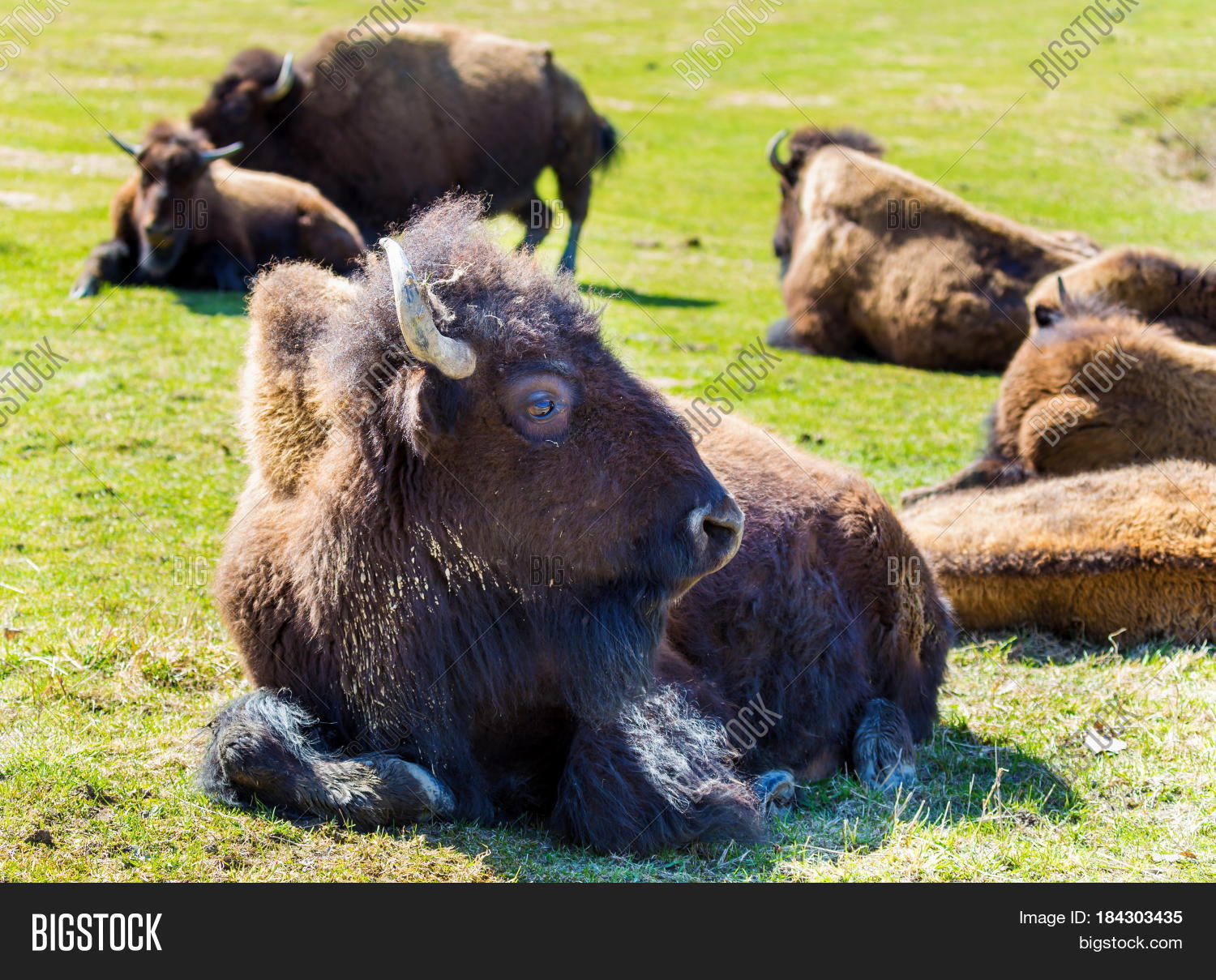 Musk Ox Nature Reserve Image & Photo (Free Trial) | Bigstock