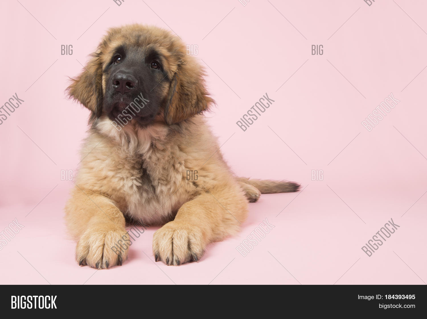 Cute Leonberger Puppy Image & Photo (Free Trial) | Bigstock