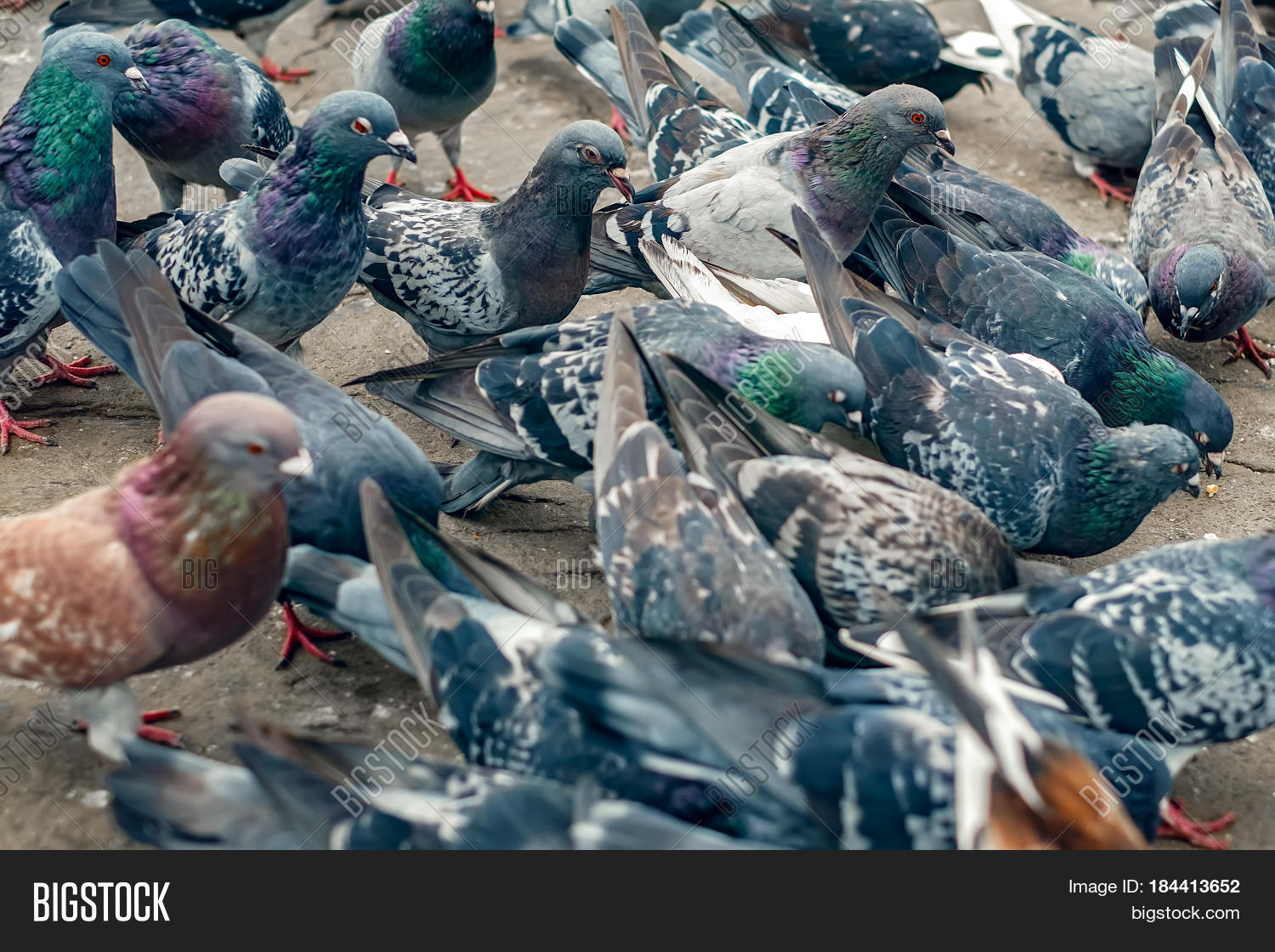 Doves Group On Alley Image & Photo (Free Trial) | Bigstock