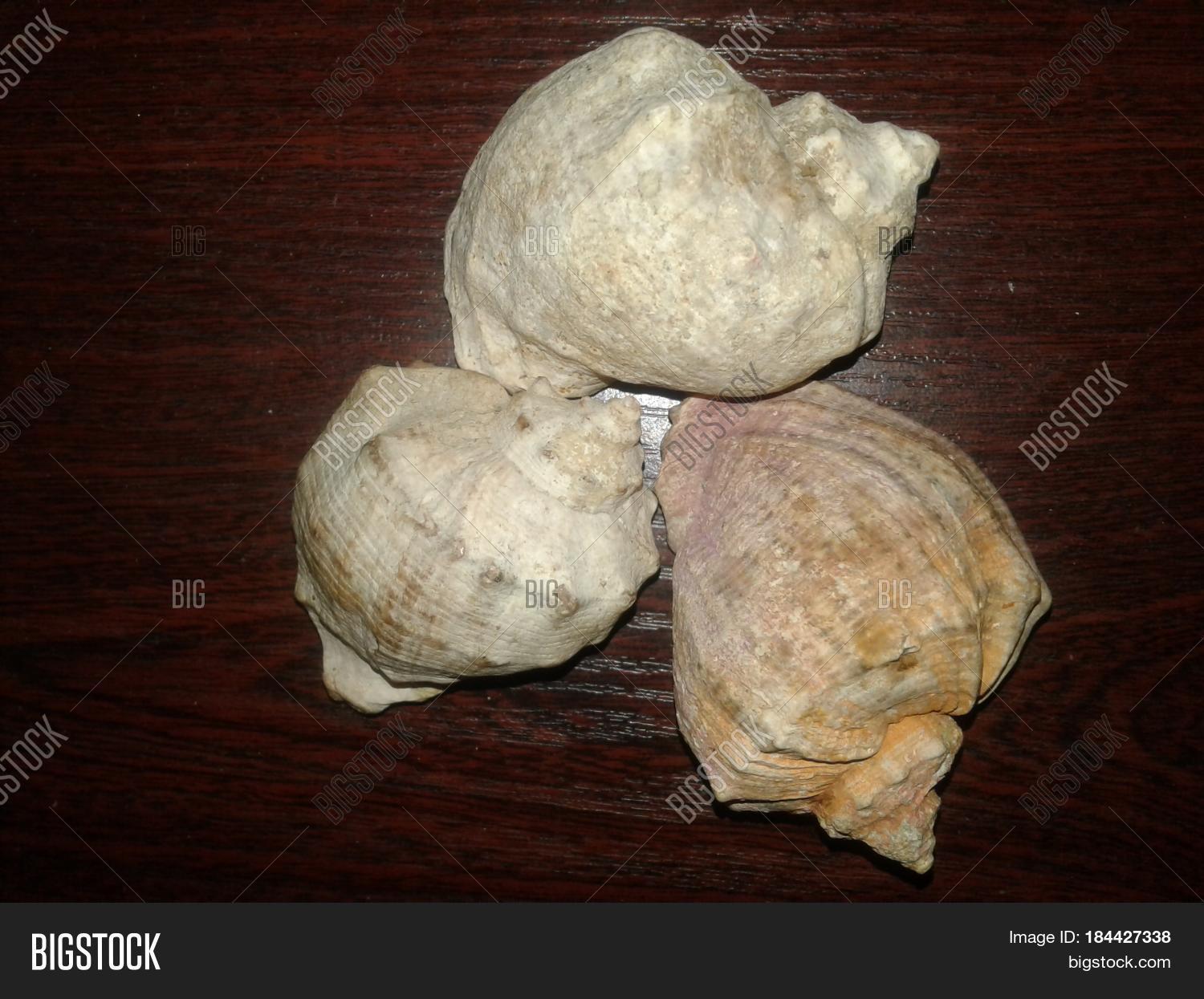 Shell - External Image & Photo (Free Trial) | Bigstock