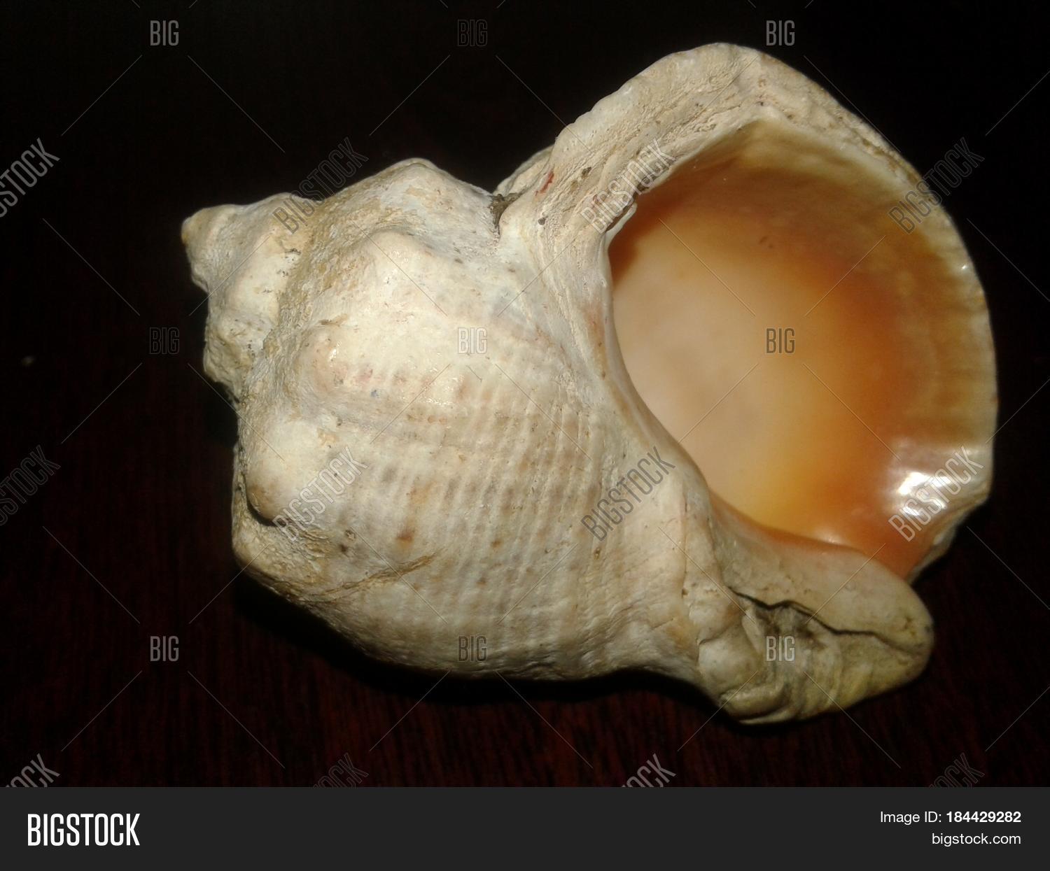 Shell - External Image & Photo (Free Trial) | Bigstock