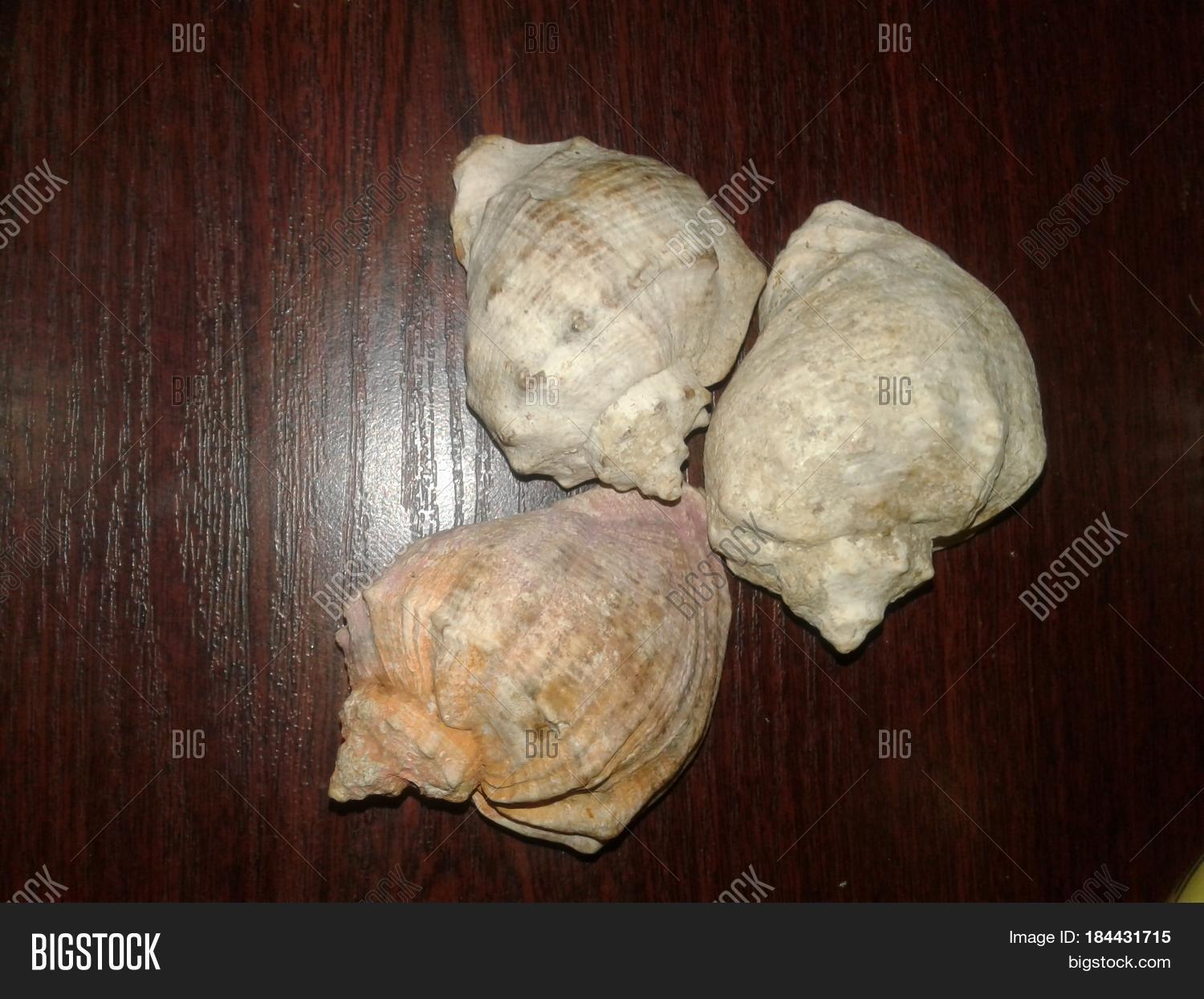 Shell - External Image & Photo (Free Trial) | Bigstock