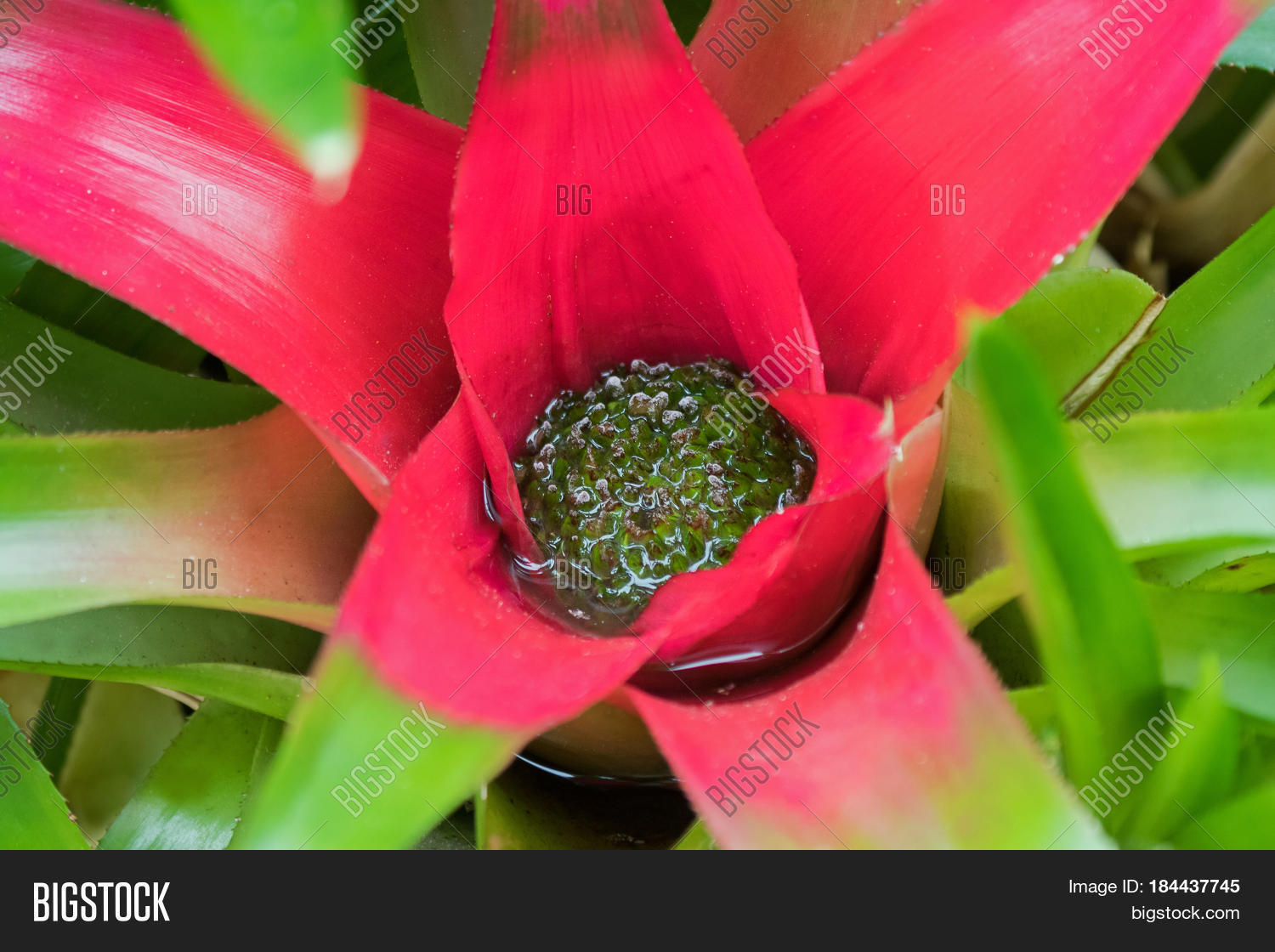 Closeup Neoregelia Image & Photo (Free Trial) | Bigstock