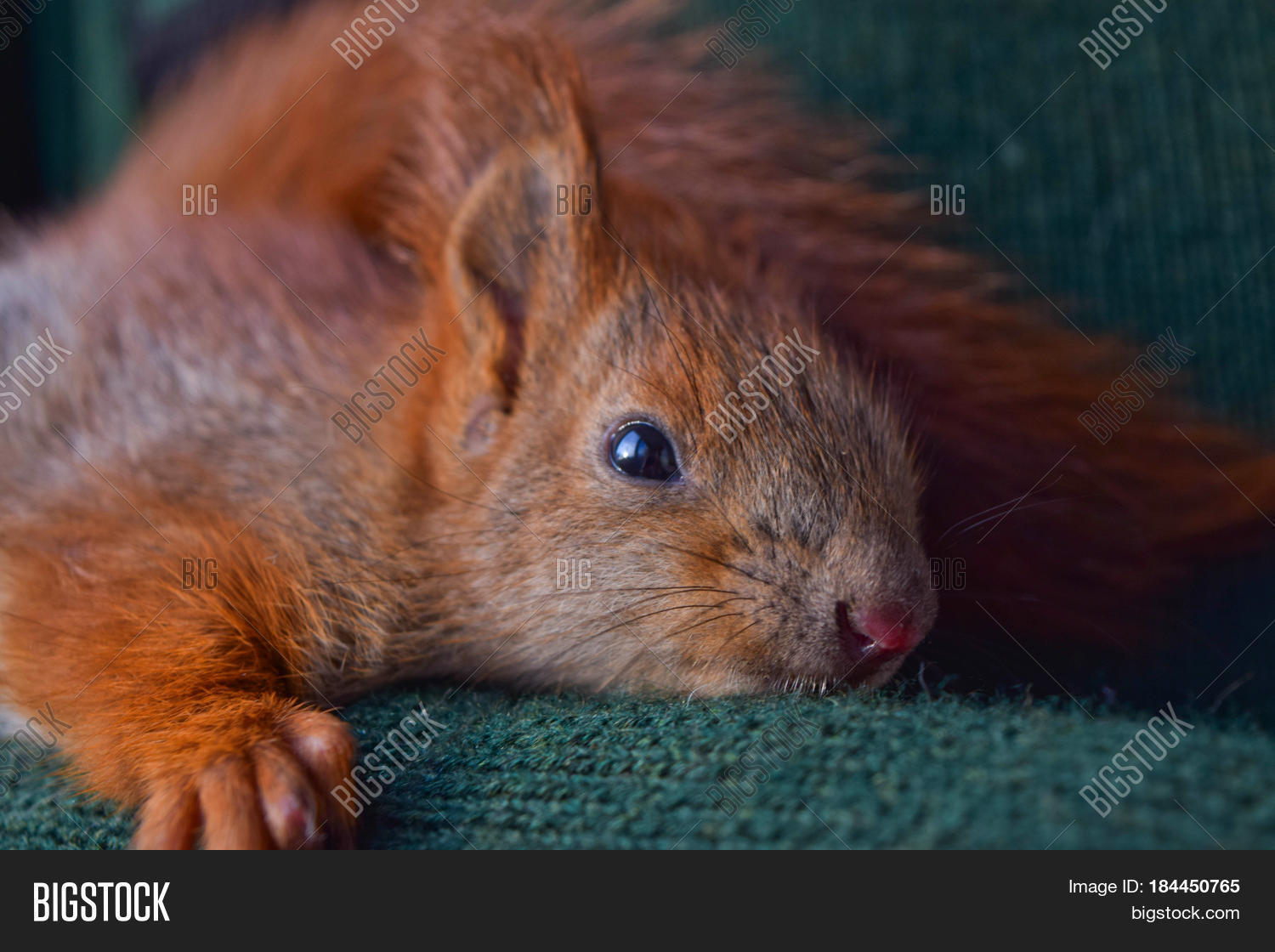 Small Pet Squirrel Image & Photo (Free Trial) | Bigstock