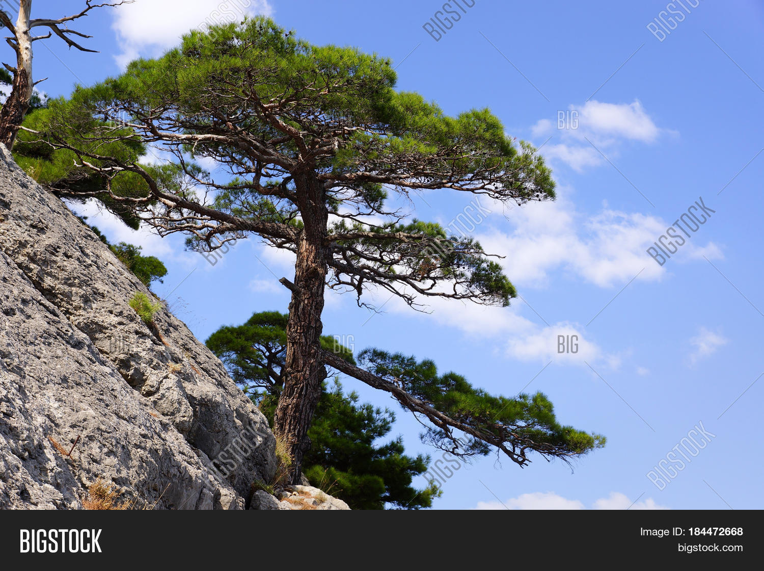 Crimean Pine On Image & Photo (Free Trial) | Bigstock