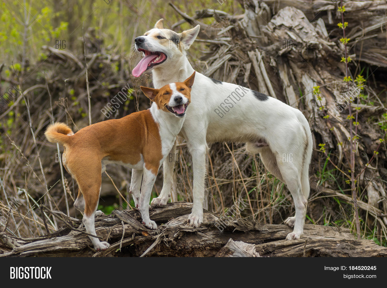 Basenji Dog Bigger Image & Photo (Free Trial) | Bigstock