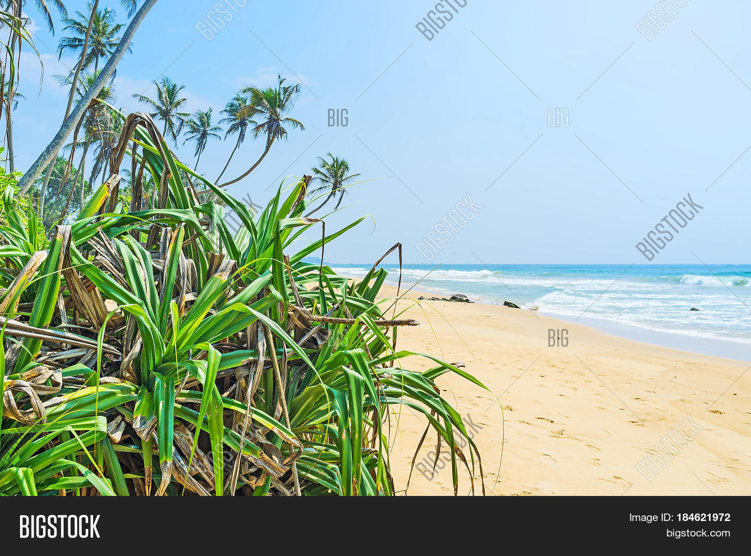 Greenery On Beach Image & Photo (Free Trial) | Bigstock