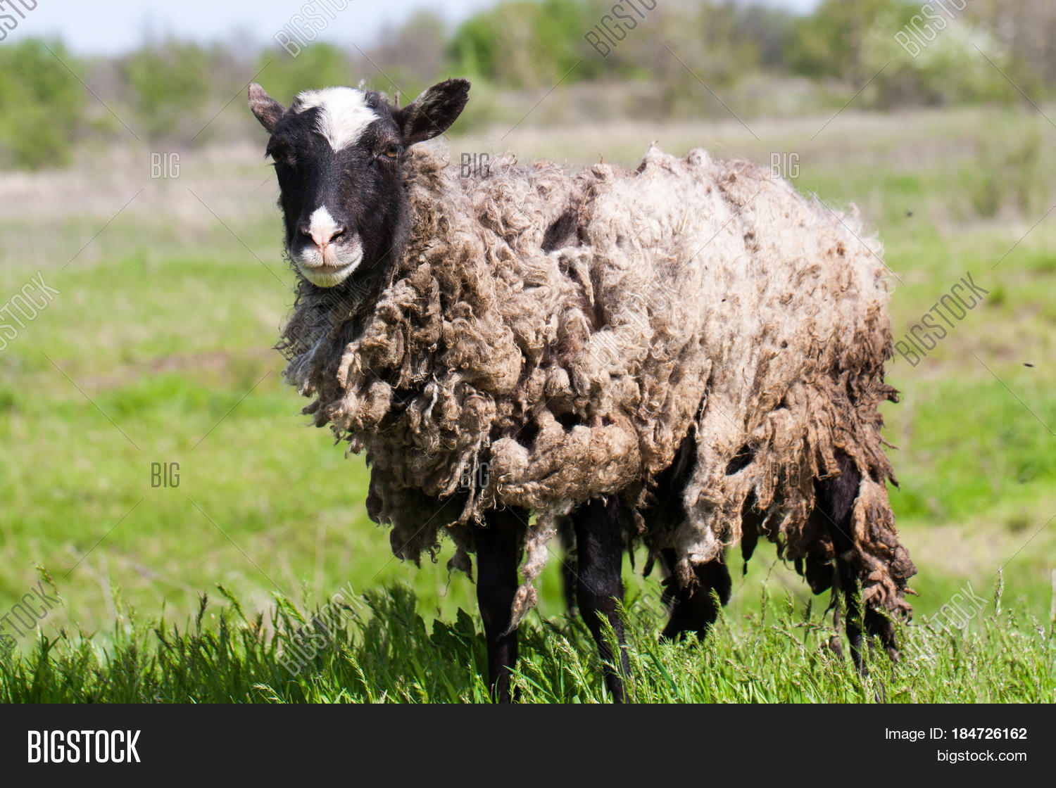 Sheep Dirty Wool Image & Photo (Free Trial) | Bigstock
