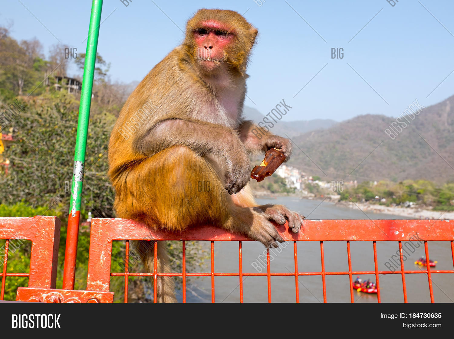 Monkey Eating Ice Image & Photo (Free Trial) | Bigstock