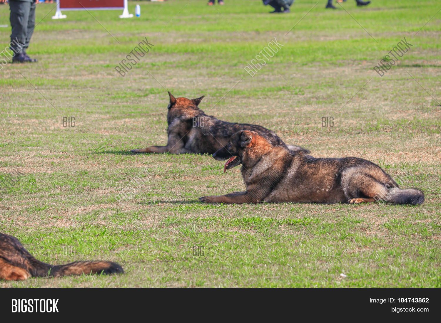 Dog Squat Being Image & Photo (Free Trial) | Bigstock