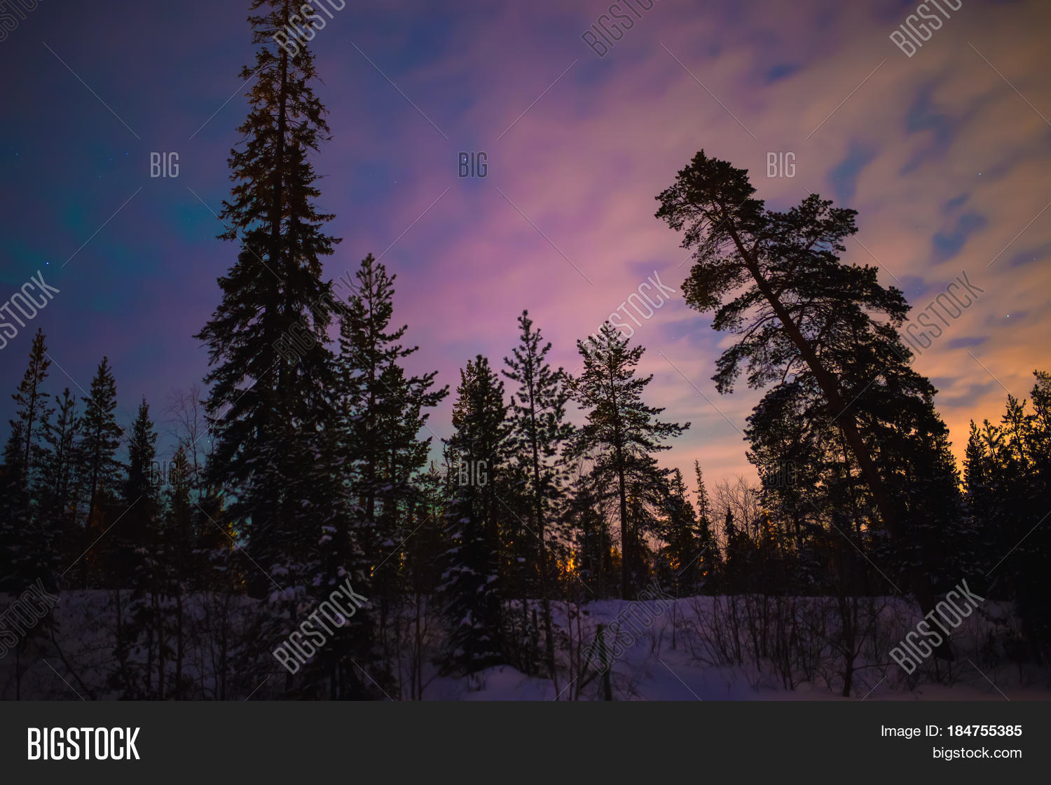 Pine Trees Forest Image & Photo (Free Trial) | Bigstock
