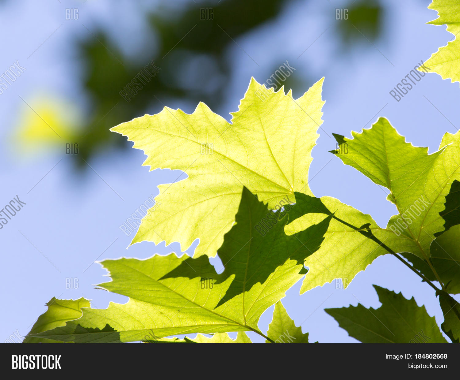 Beautiful Maple Leaves Image & Photo (Free Trial) | Bigstock