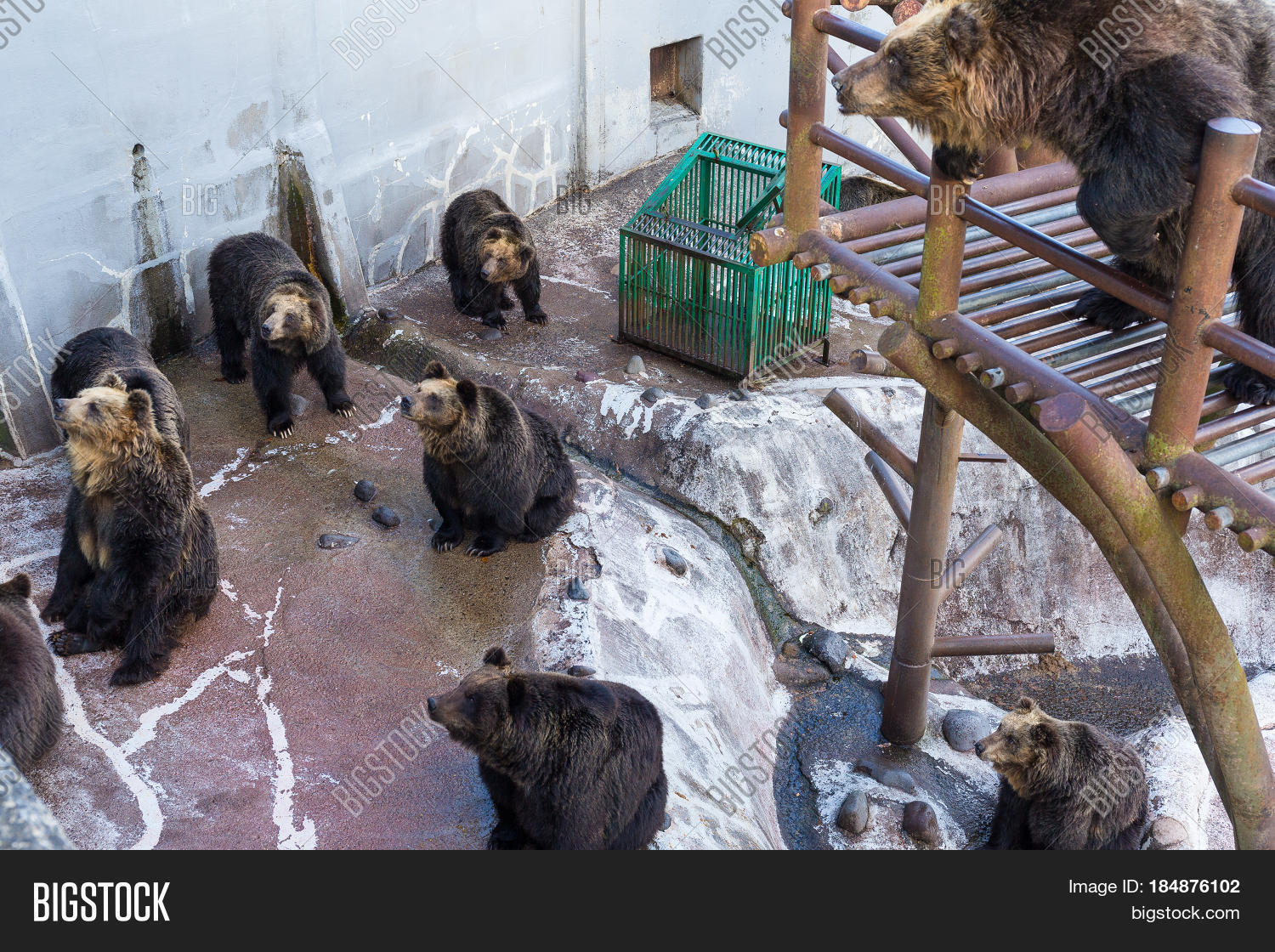 Group Bear Zoo Image & Photo (Free Trial) | Bigstock