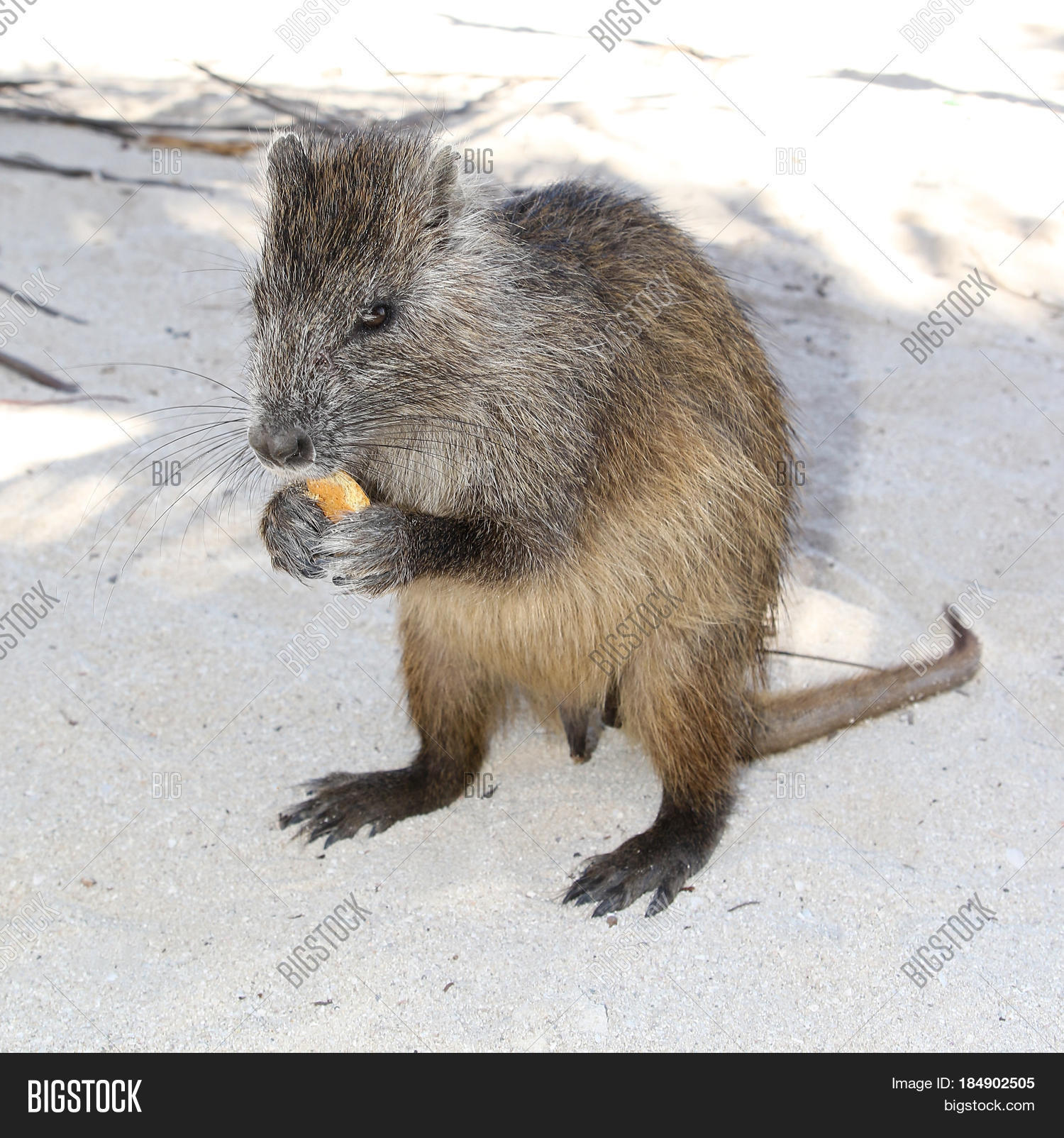 Desmarest's Hutia Image & Photo (Free Trial) | Bigstock