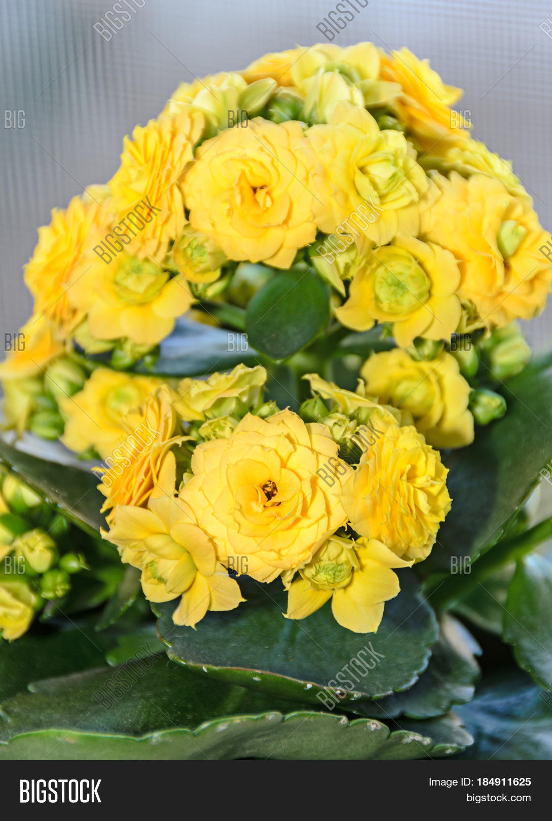 Imagen y foto Yellow Calandiva (prueba gratis) | Bigstock