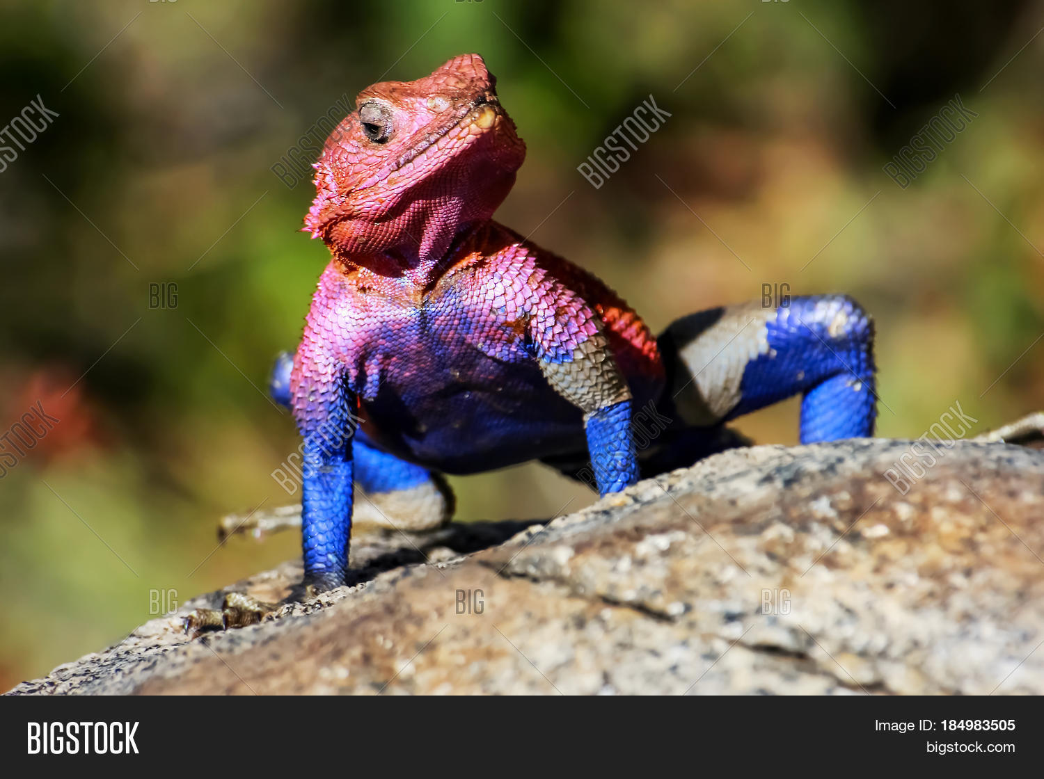Colorful Lizard Image & Photo (Free Trial) | Bigstock