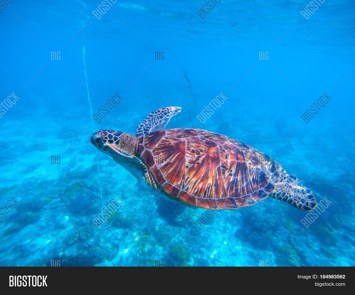 Sea Turtle Blue Water Image & Photo (Free Trial) | Bigstock