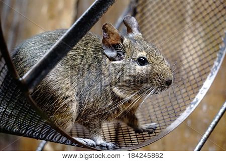Degu Sitting Wheel Image & Photo (Free Trial) | Bigstock
