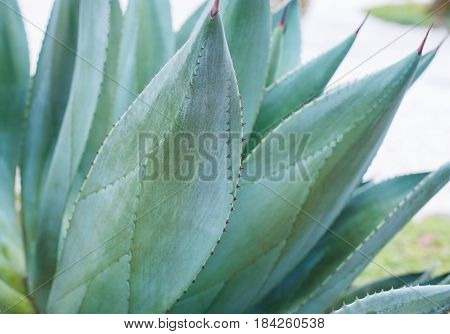 Blue Agave Close Image & Photo (Free Trial) | Bigstock