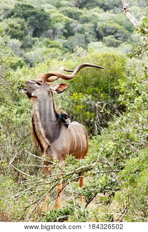 Bird Picking Tick On Image & Photo (Free Trial) | Bigstock
