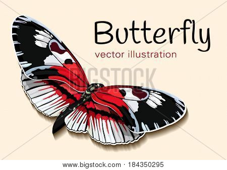 Butterfly 矢量图和照片（免费试用） | Bigstock
