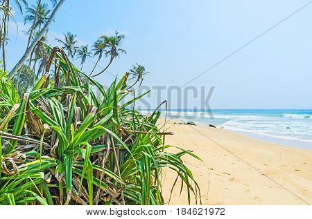Greenery On Beach Image & Photo (Free Trial) | Bigstock