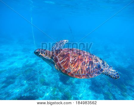 Sea Turtle Blue Water Image & Photo (Free Trial) | Bigstock