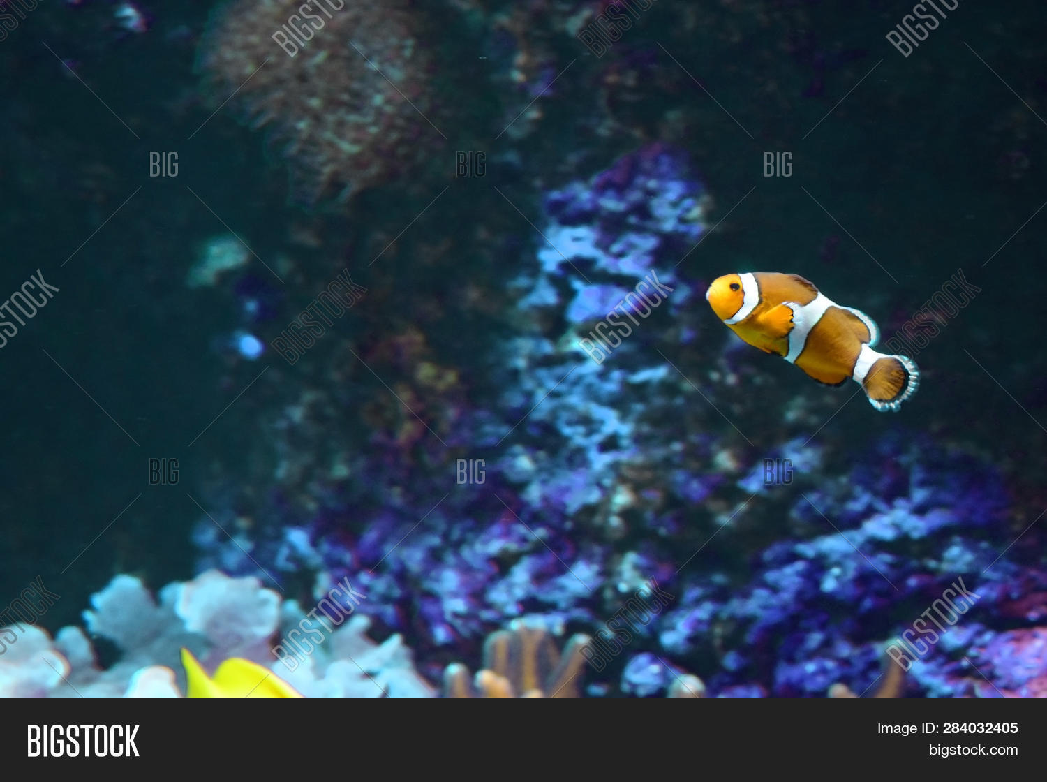 Clown Fish Rocks Image & Photo (Free Trial) | Bigstock