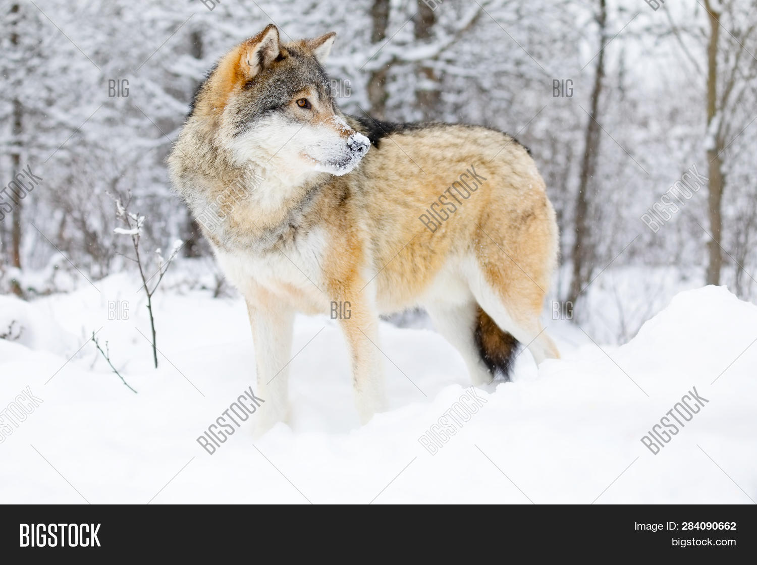 Focused Alpha Male Image & Photo (Free Trial) | Bigstock