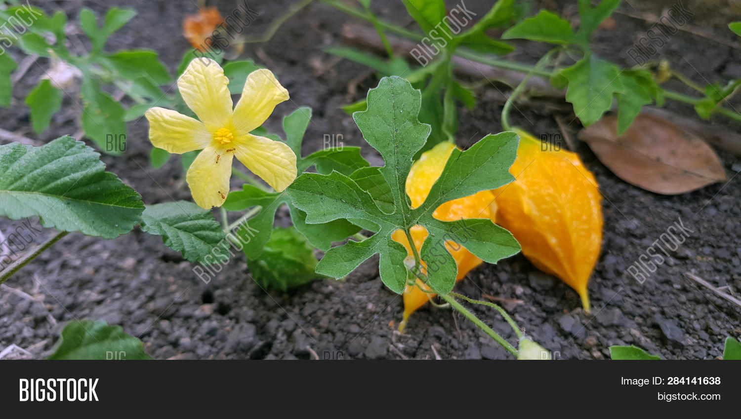 Bitter Gourd Grows On Image & Photo (Free Trial) | Bigstock