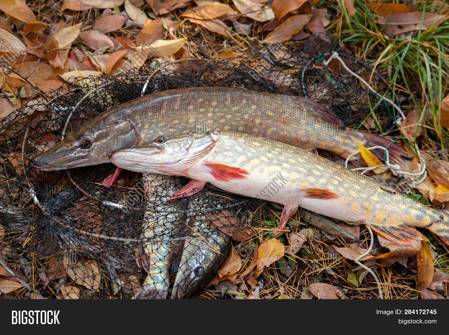 Freshwater Pike Fish. Image & Photo (Free Trial) | Bigstock