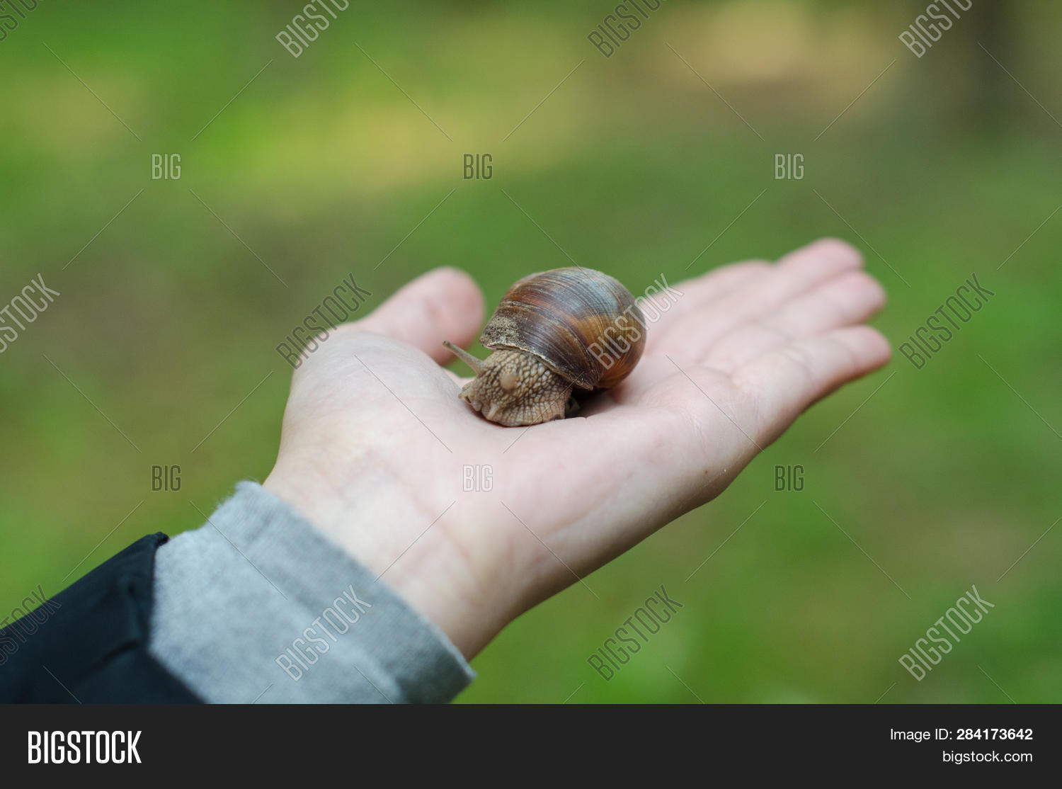 Snail On Child Hand On Image & Photo (Free Trial) | Bigstock