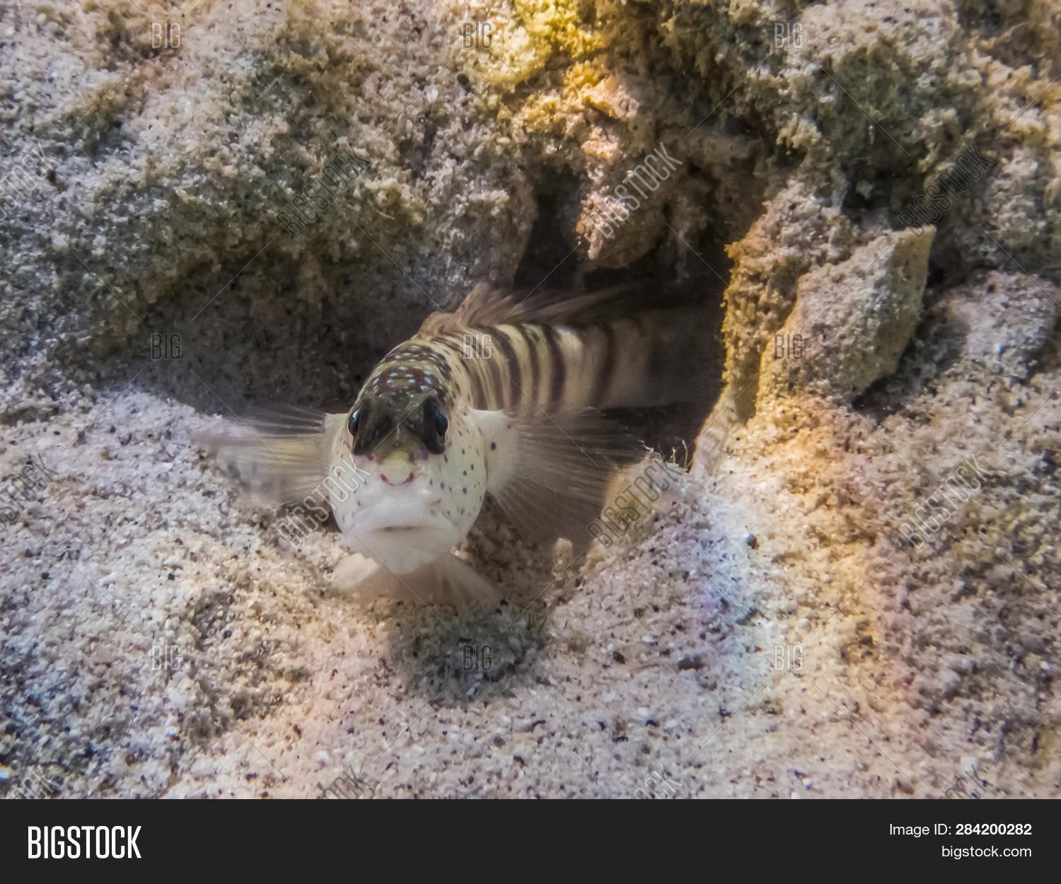 Tropical Coral Blenny Image & Photo (Free Trial) | Bigstock
