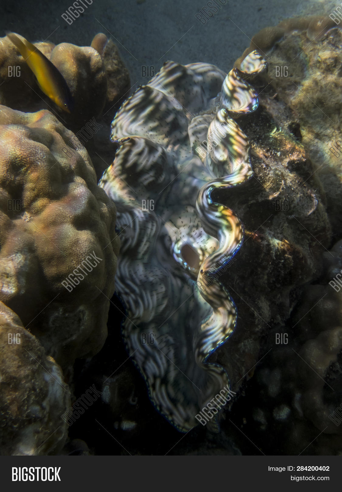 Bright Huge Giant Clam Image & Photo (Free Trial) | Bigstock