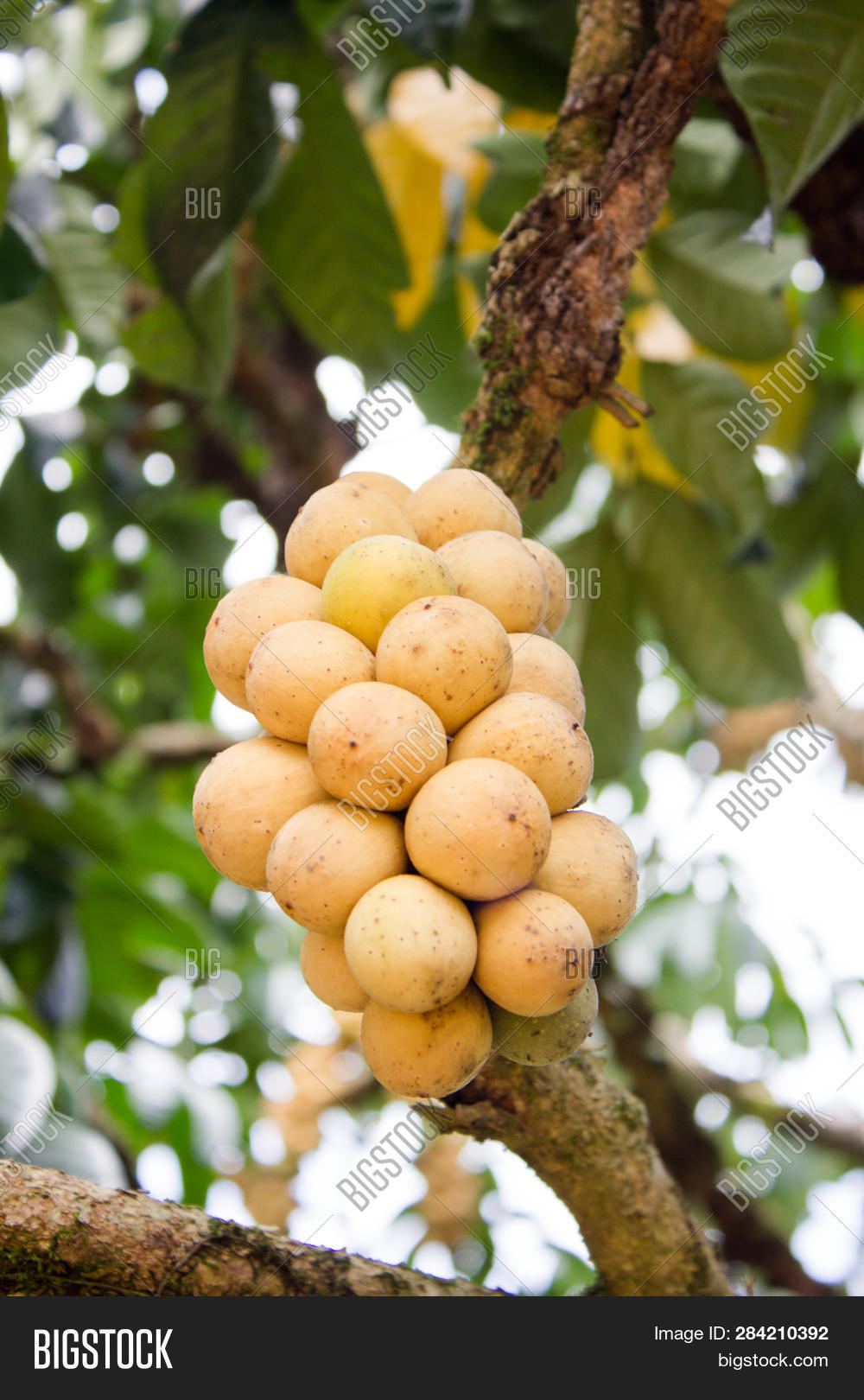 Langsat Thai Fruit On Image & Photo (Free Trial) | Bigstock