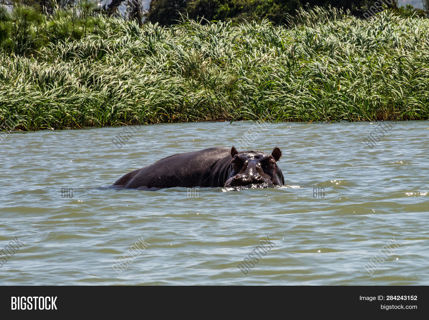 Hippo Looking Out Image & Photo (Free Trial) | Bigstock