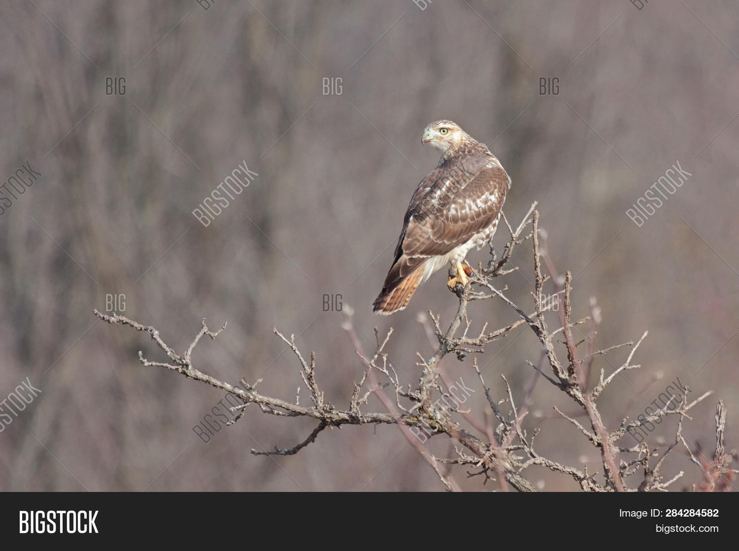 Red-tailed Hawk Image & Photo (Free Trial) | Bigstock